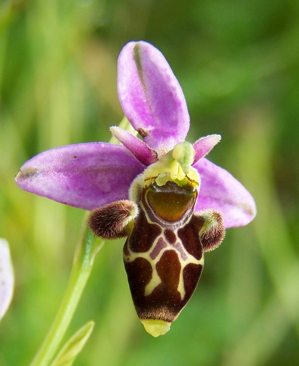 Ophrys