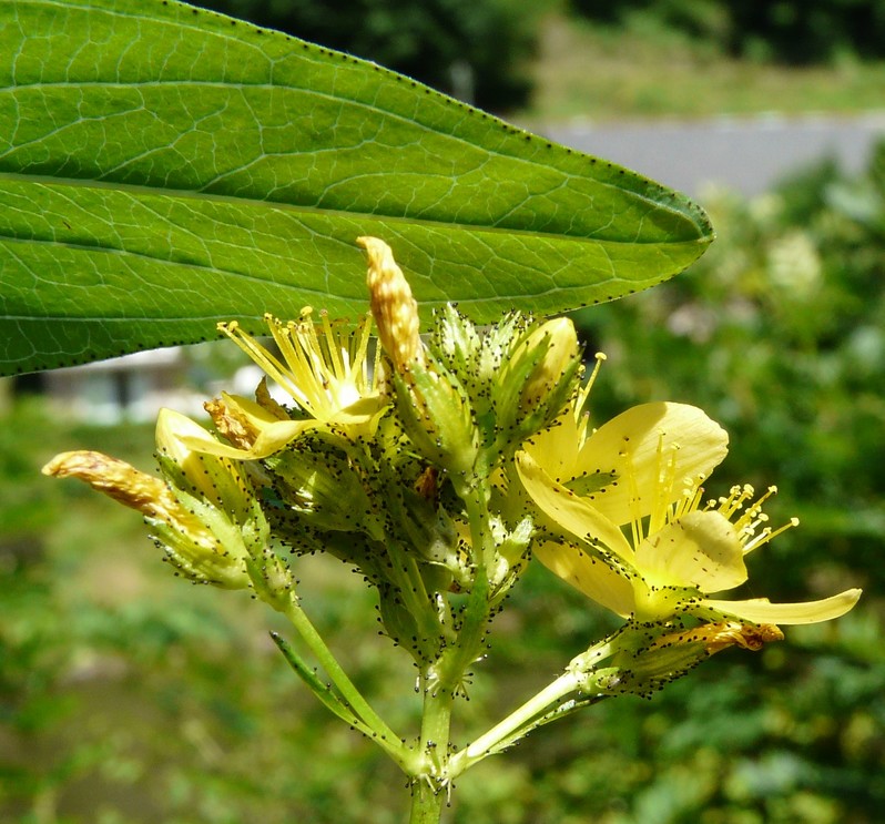 Hypericum_montanum